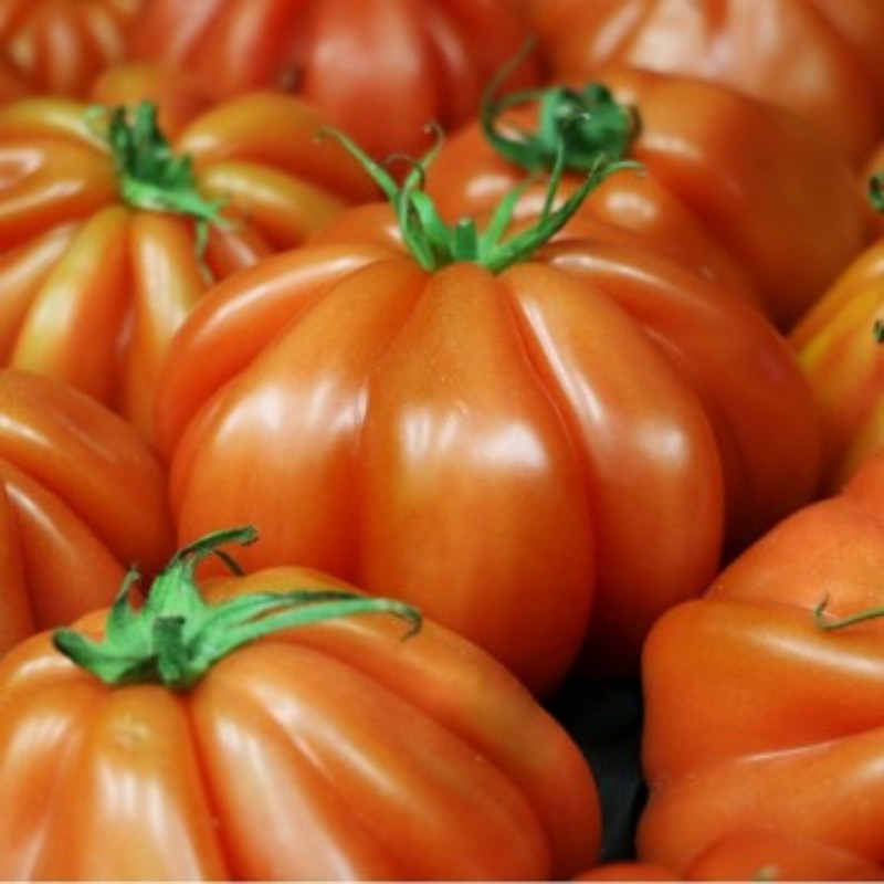 TOMATE BOLA DE BUEY MACETA M12
