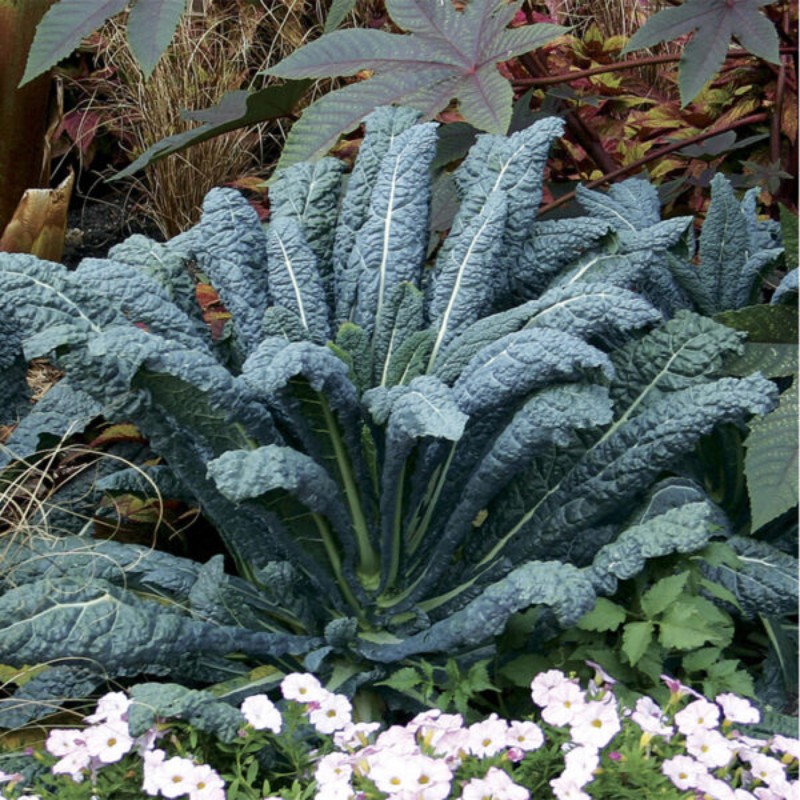 KALE TOSCANO SEMILLA