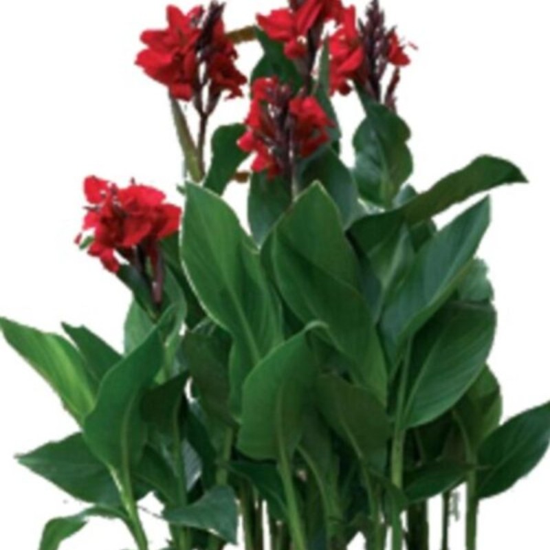 ACHIRAS CANNA INDICA (consultar disponibilidad de color de flor)