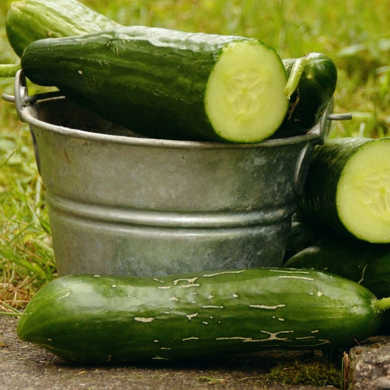 PEPINO BEIT ALPHA SEMILLA